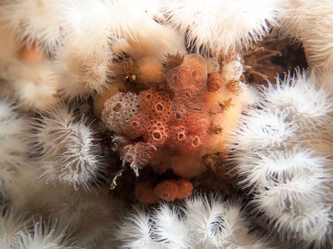 Tunicates – Your Distant Cousins? | The Marine Detective