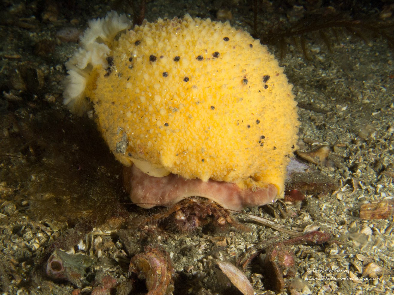 Hermit Crabs with Sponge Homes | The Marine Detective