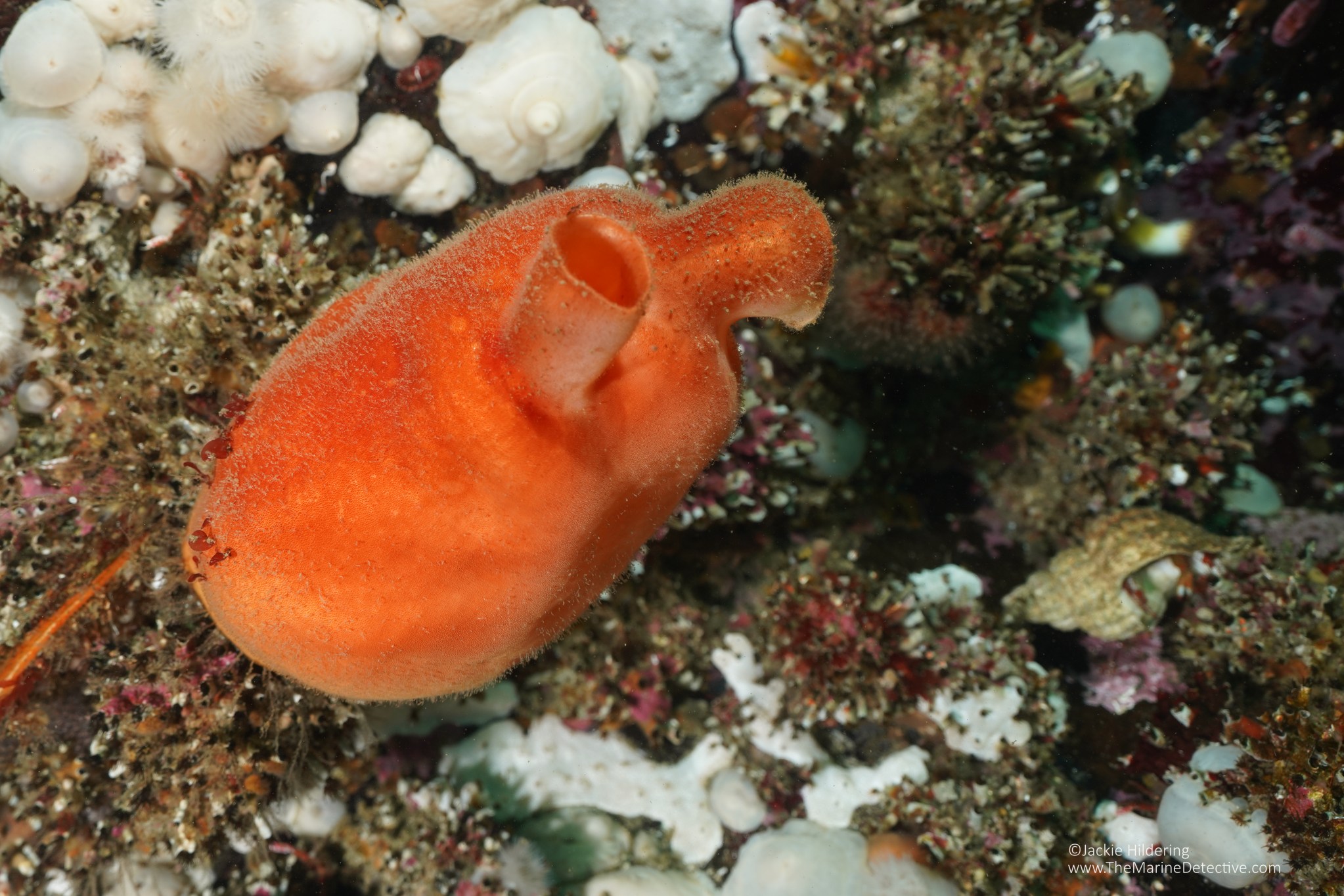 Tunicates – Your Distant Cousins? | The Marine Detective