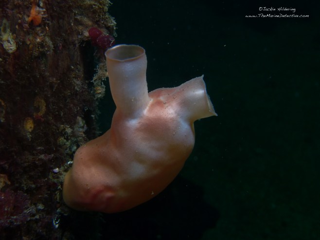 Tunicates – Your Distant Cousins? | The Marine Detective