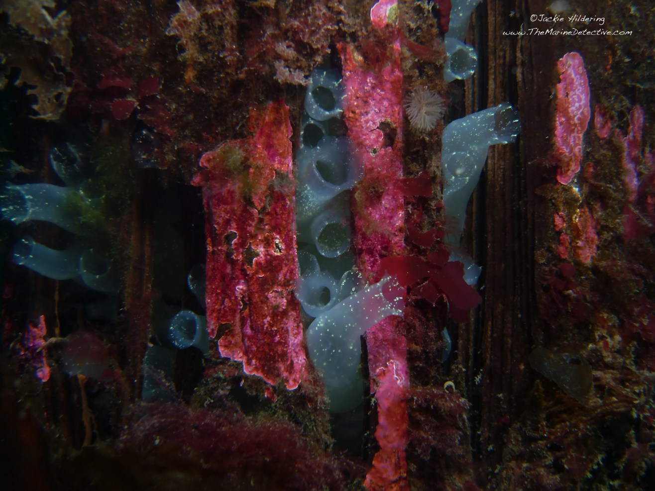 Tunicates – Your Distant Cousins? | The Marine Detective