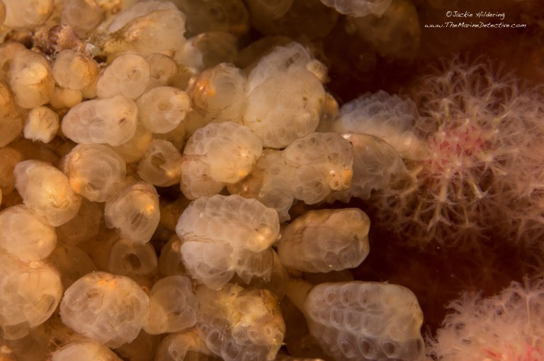 Tunicates – Your Distant Cousins? | The Marine Detective