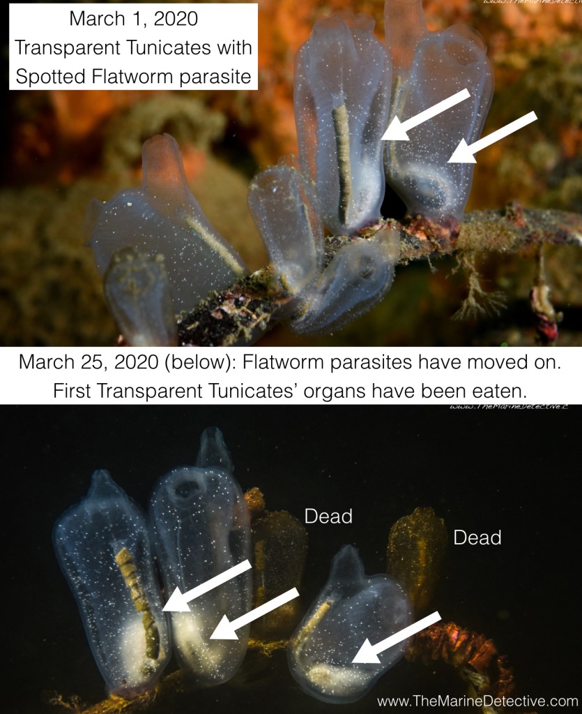 Tunicates – Your Distant Cousins? | The Marine Detective