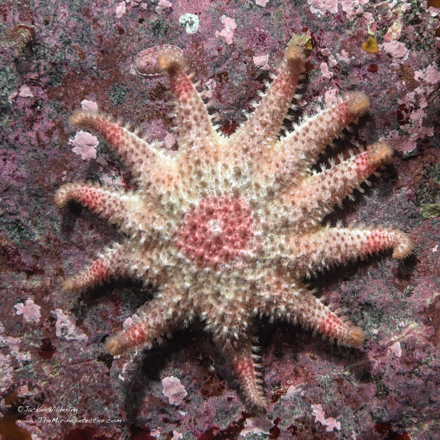 Rose Star – No Two Alike | The Marine Detective