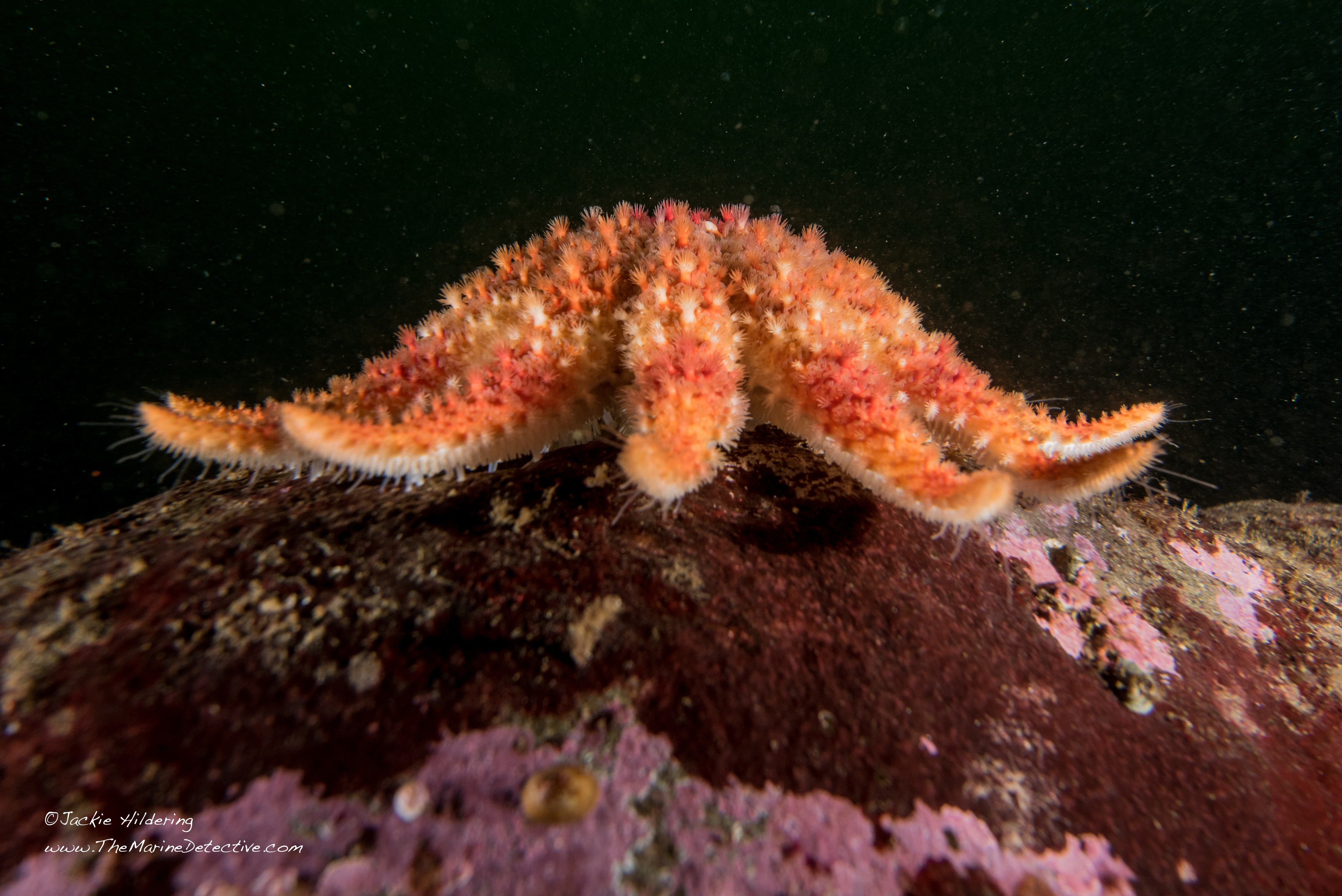 Rose Star – No Two Alike | The Marine Detective