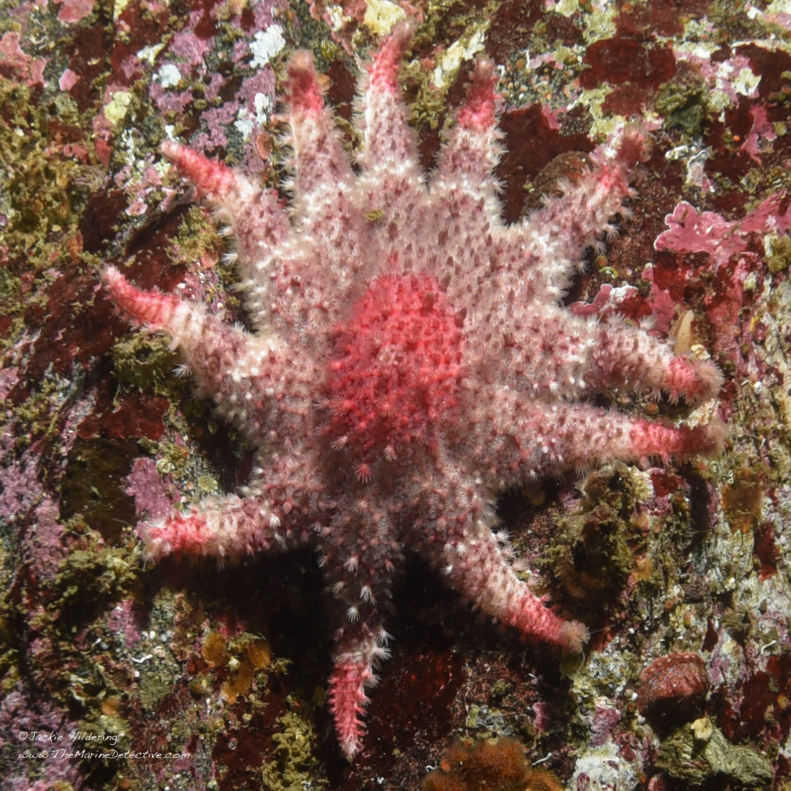 Rose Star – No Two Alike | The Marine Detective