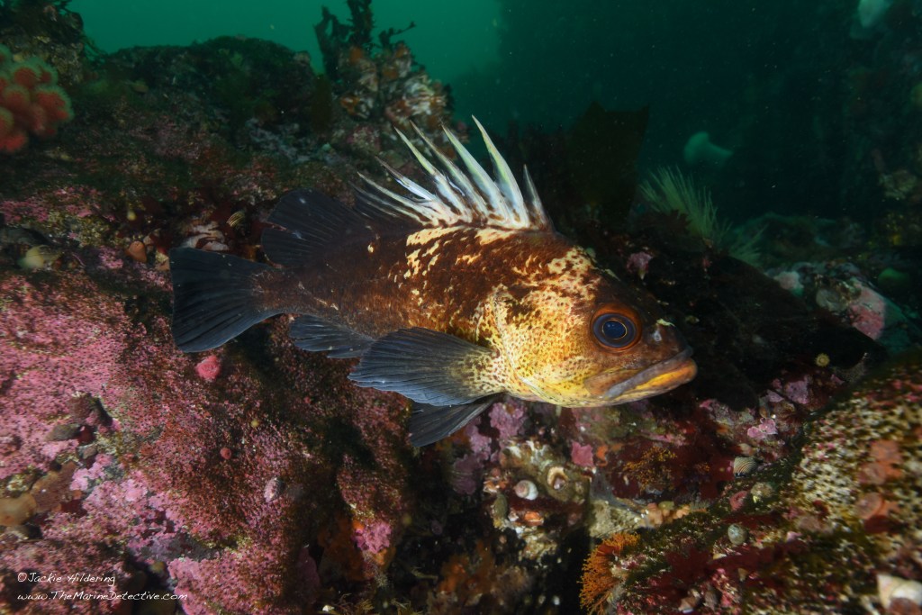 red irish lord | The Marine Detective