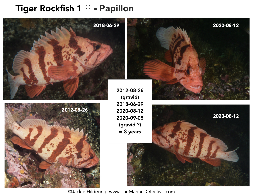 Rockfish | The Marine Detective