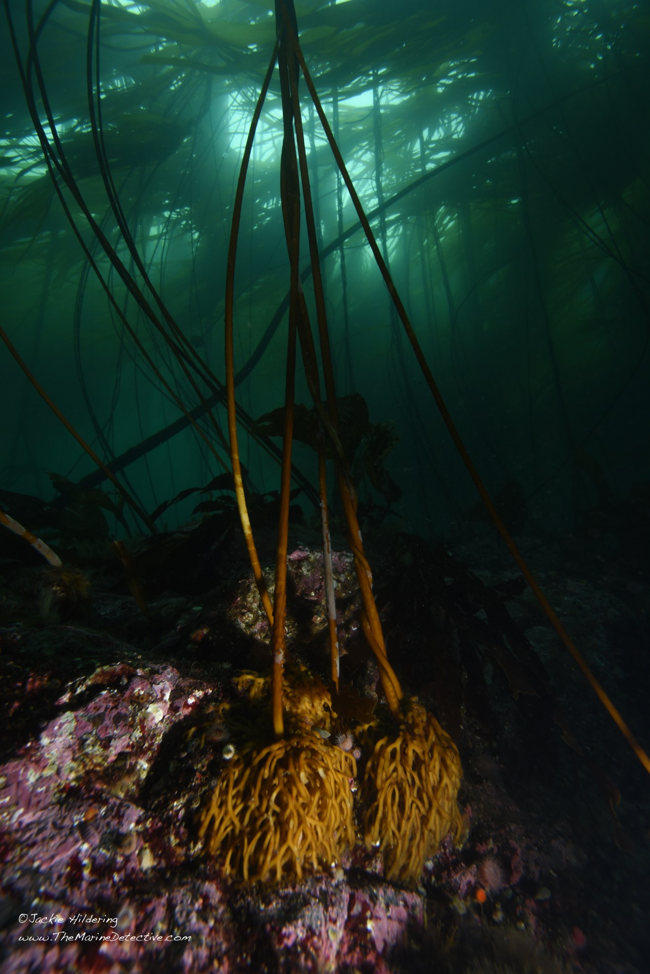 Holdfast | The Marine Detective