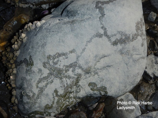 Who Goes There? Scrape marks on rocks. | The Marine Detective