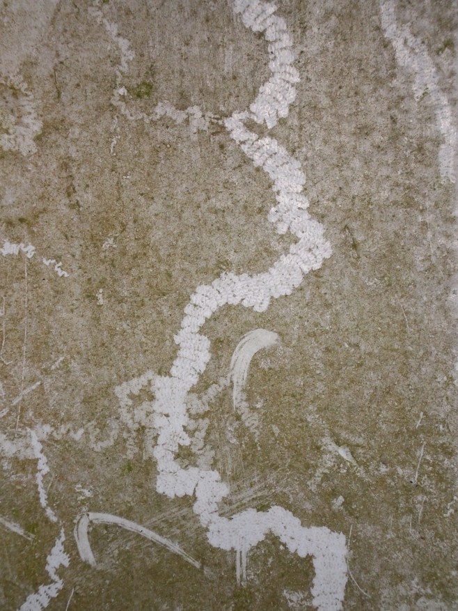 Who Goes There? Scrape marks on rocks. | The Marine Detective