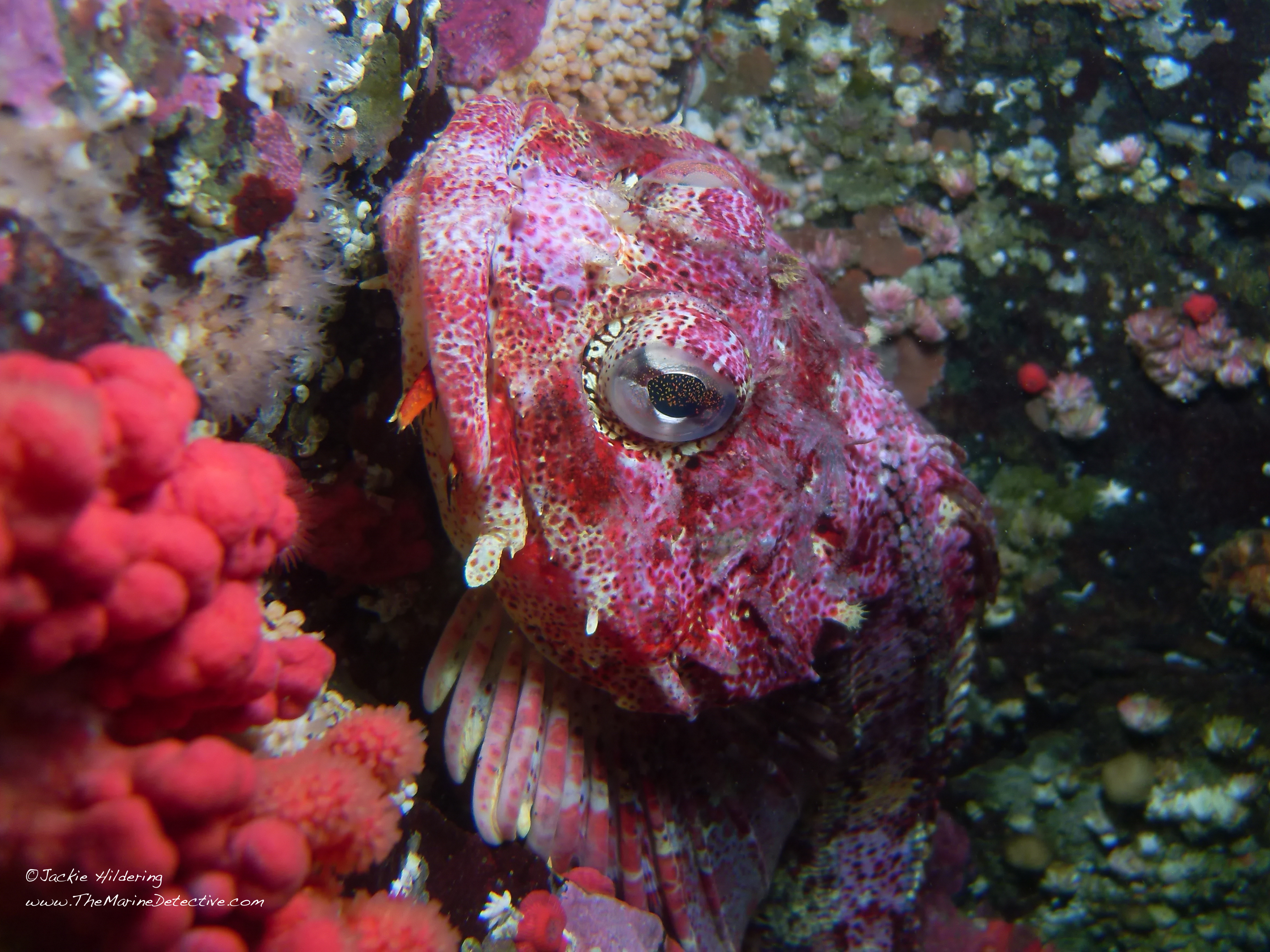 red irish lord | The Marine Detective