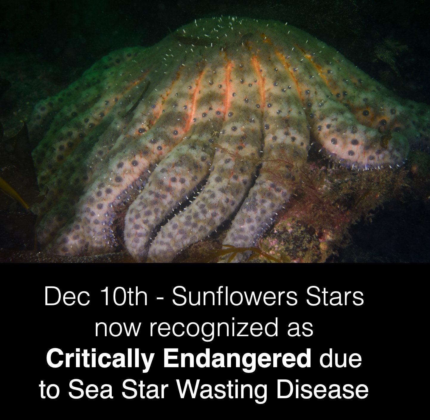 Sea Star Diversity | The Marine Detective