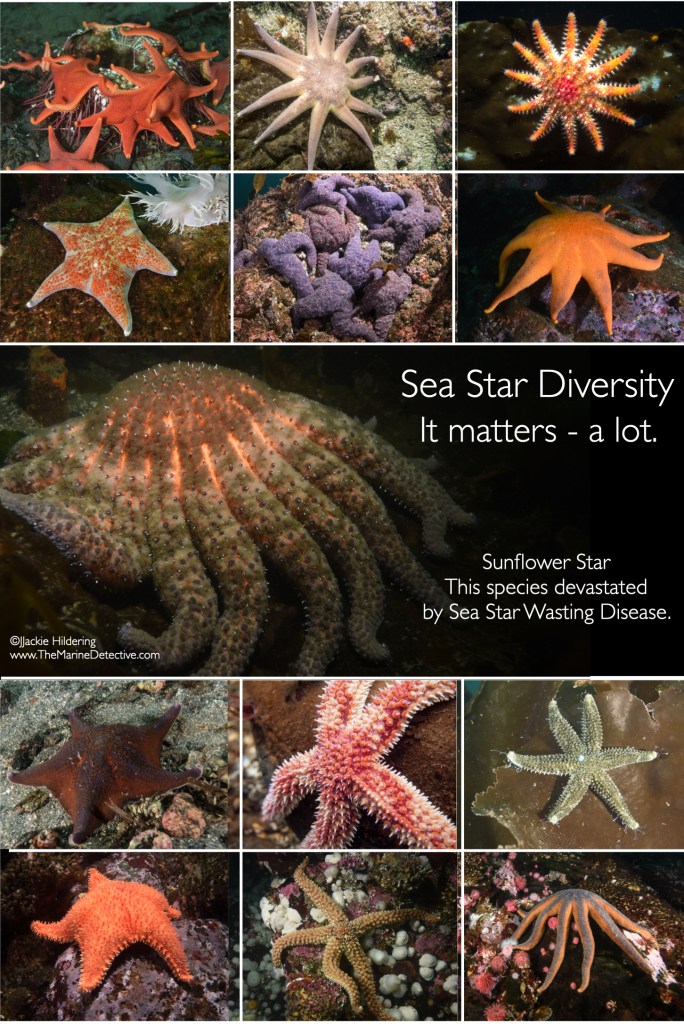 Sea Star Diversity | The Marine Detective