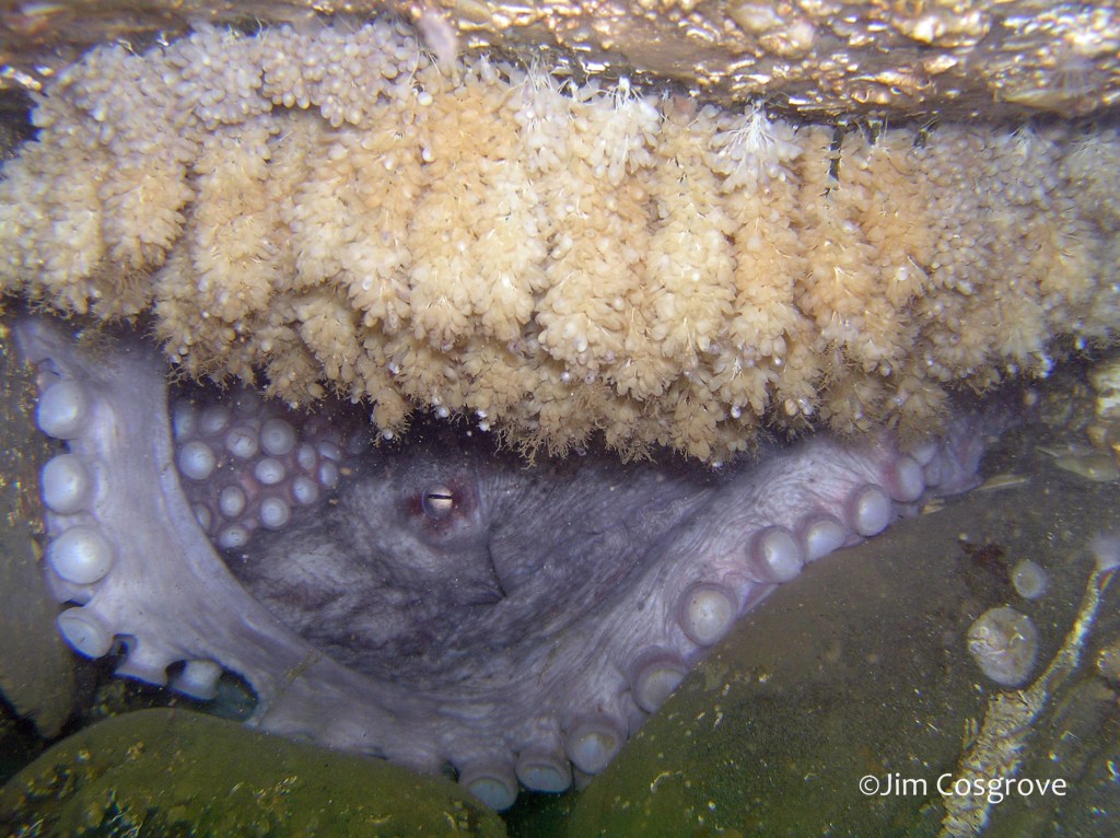 Giant Pacific Octopuses – How Do They Mate? | The Marine Detective