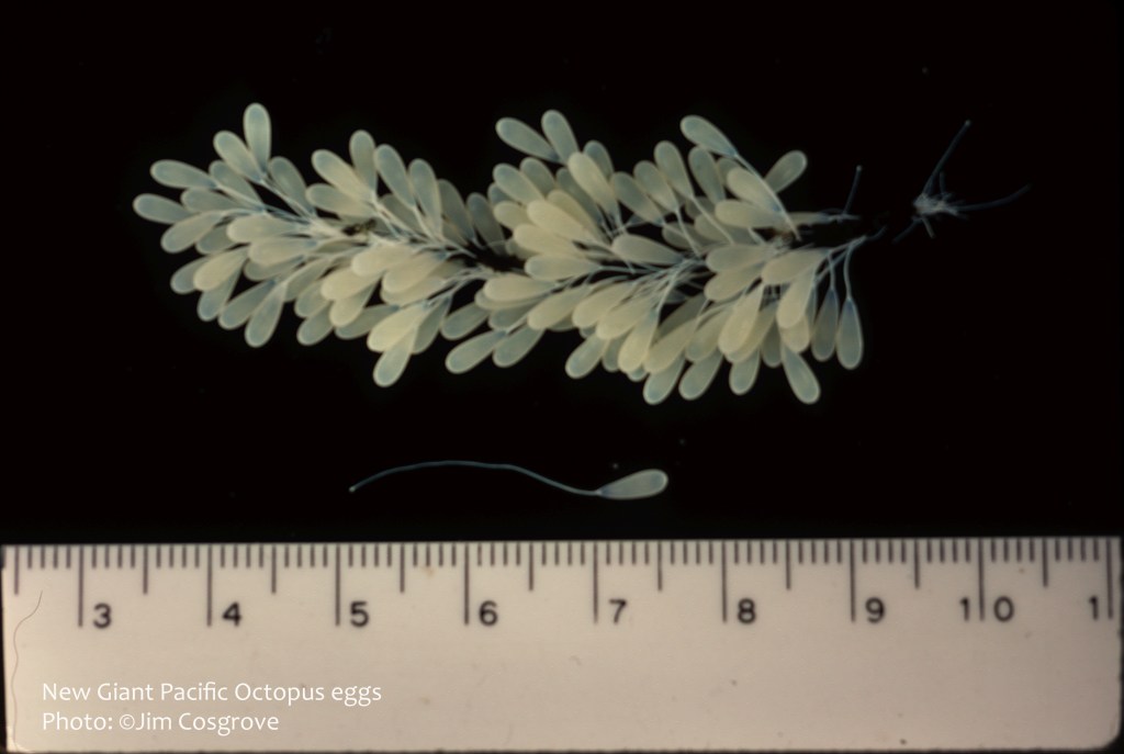 Giant Pacific Octopuses – How Do They Mate? | The Marine Detective