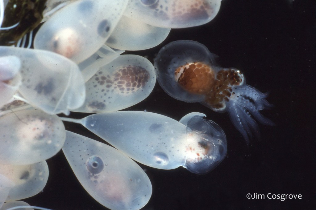 Giant Pacific Octopuses – How Do They Mate? | The Marine Detective