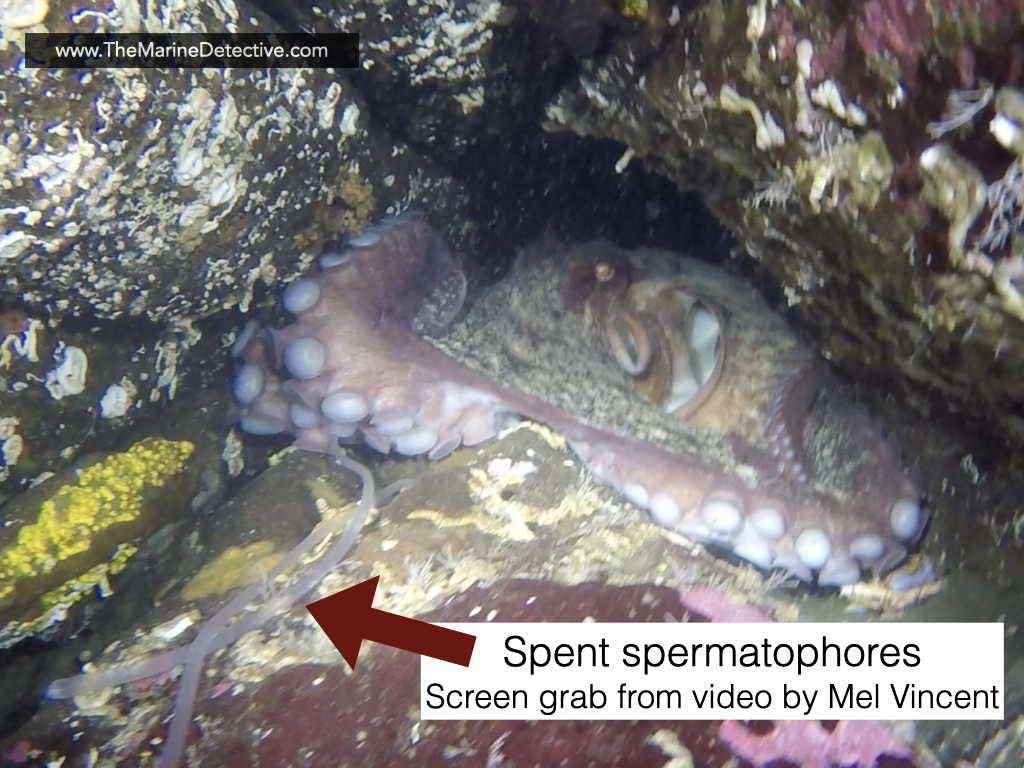 Giant Pacific Octopuses – How Do They Mate? | The Marine Detective