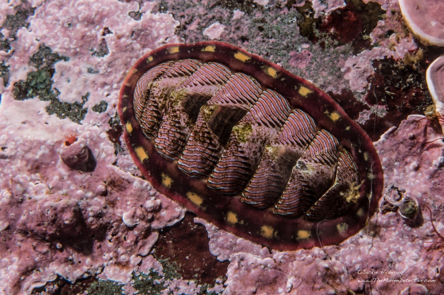Chitons | The Marine Detective