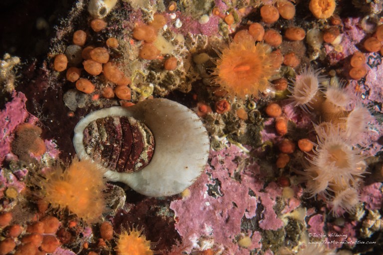 Chitons | The Marine Detective