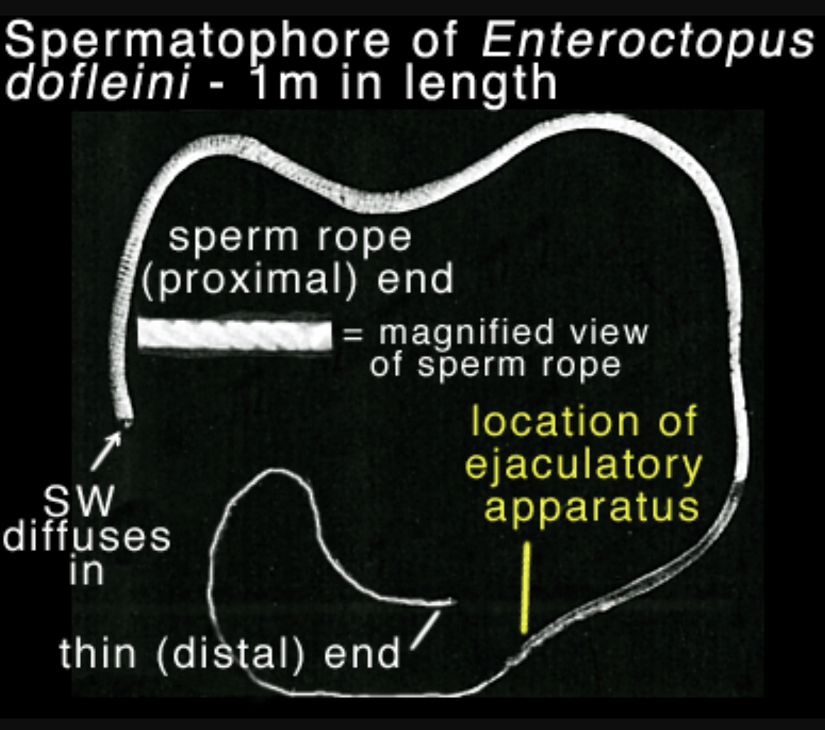 Giant Pacific Octopuses – How Do They Mate? | The Marine Detective