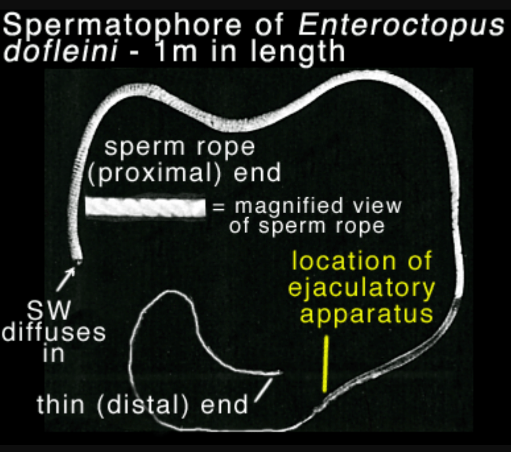 Giant Pacific Octopuses – How Do They Mate? | The Marine Detective