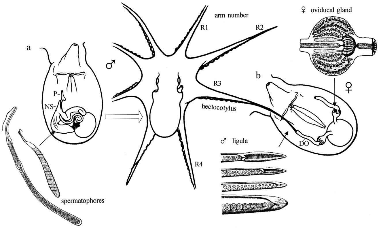 Giant Pacific Octopuses – How Do They Mate? | The Marine Detective