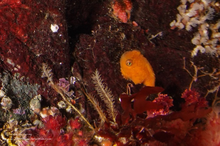 Pacific Spiny Lumpsucker – the fish, the disc, the marvel | The Marine ...