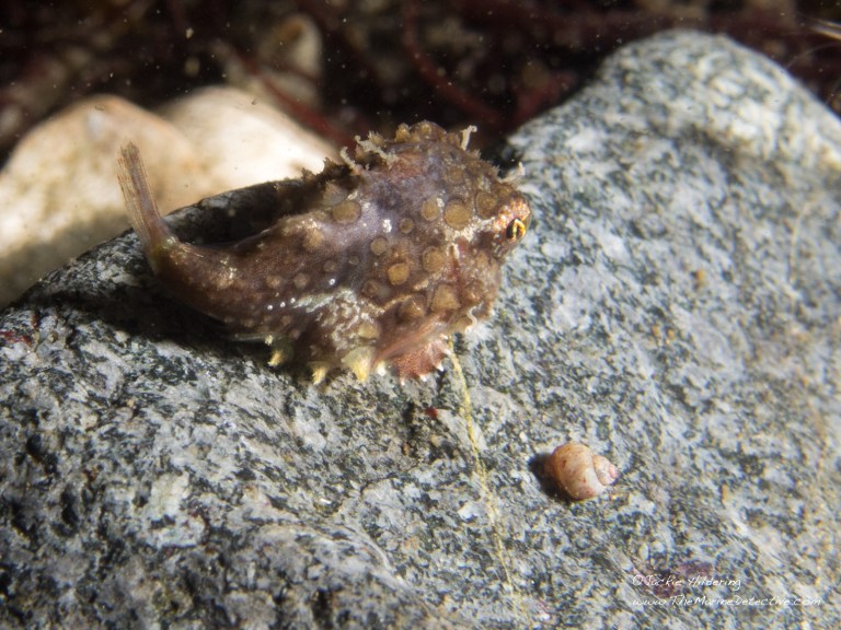 Pacific Spiny Lumpsucker – the fish, the disc, the marvel | The Marine ...