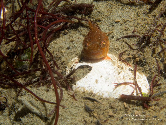 Pacific Spiny Lumpsucker – the fish, the disc, the marvel | The Marine ...