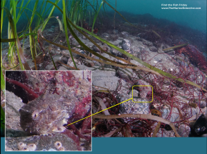 Pacific Spiny Lumpsucker – the fish, the disc, the marvel | The Marine ...