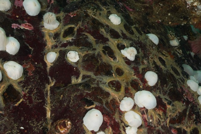 Worms That Bite Anemones?! | The Marine Detective