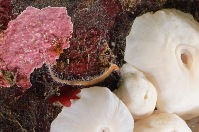 Worms That Bite Anemones?! | The Marine Detective