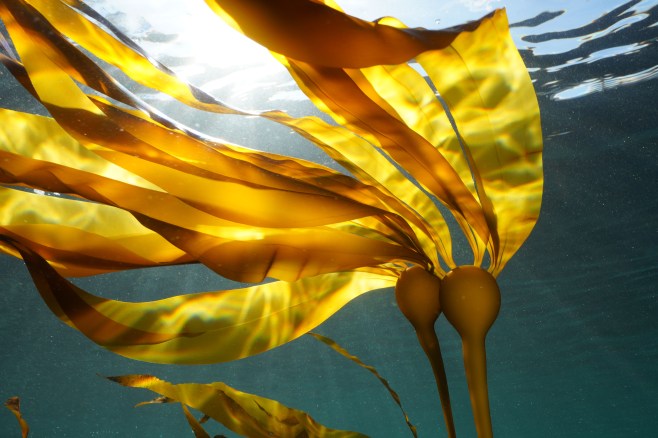 kelp forest | The Marine Detective
