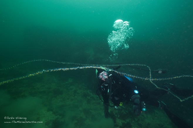 Giant Siphonophore (Praya species) | The Marine Detective