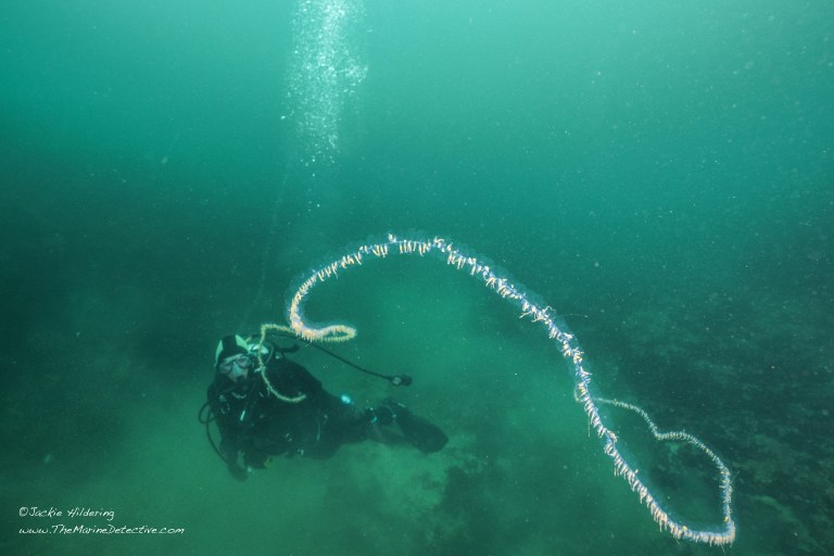 Giant Siphonophore (Praya species) | The Marine Detective