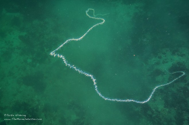 Giant Siphonophore (Praya species) | The Marine Detective