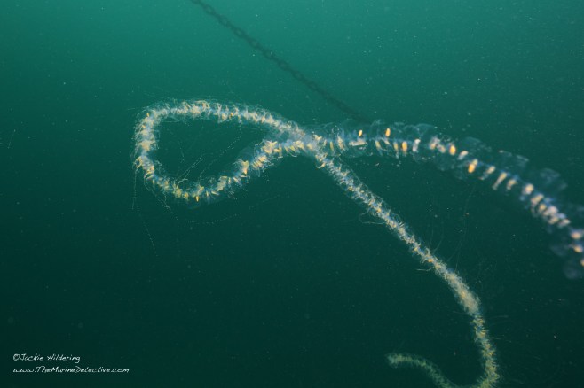 Giant Siphonophore (Praya species) | The Marine Detective