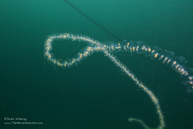 Giant Siphonophore (Praya species) | The Marine Detective