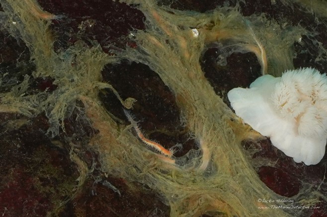 Worms That Bite Anemones?! | The Marine Detective