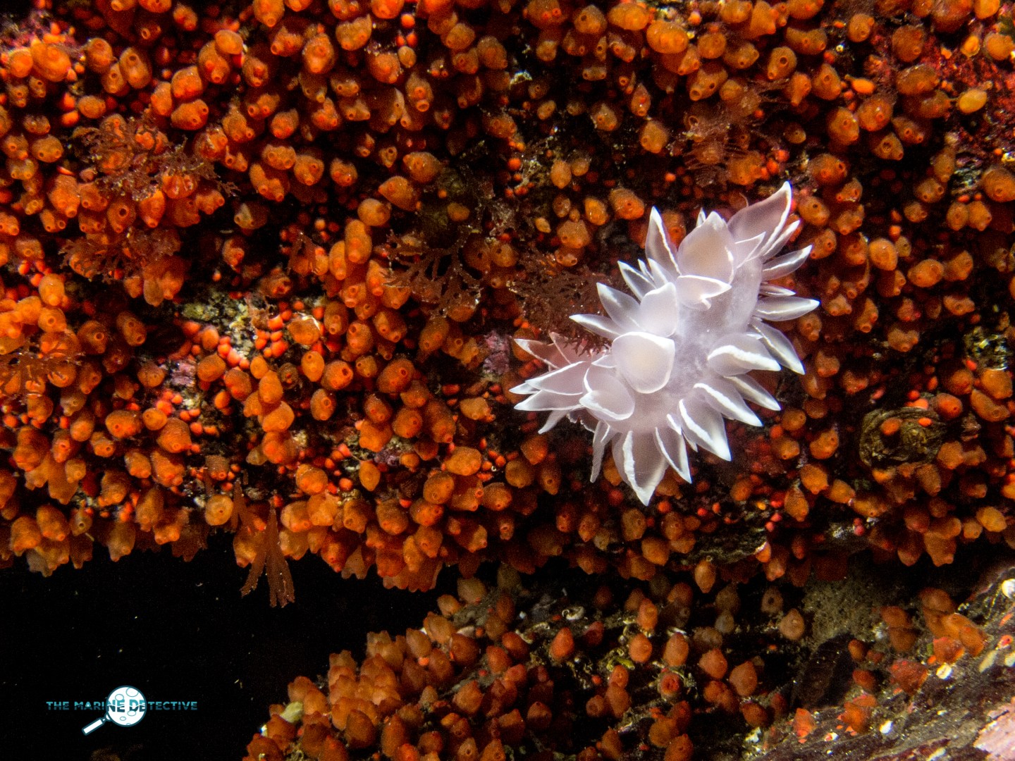 Tunicates – Your Distant Cousins? | The Marine Detective