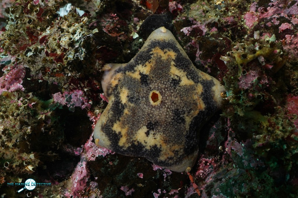 Slime Star! | The Marine Detective