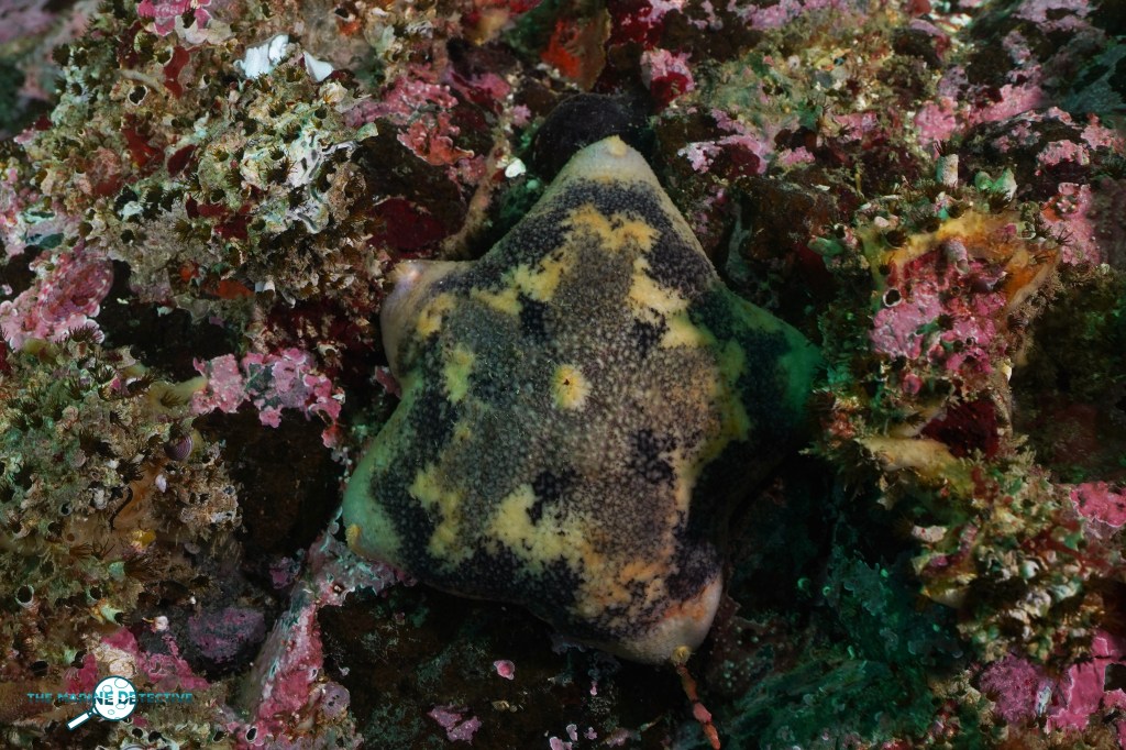 Slime Star! | The Marine Detective