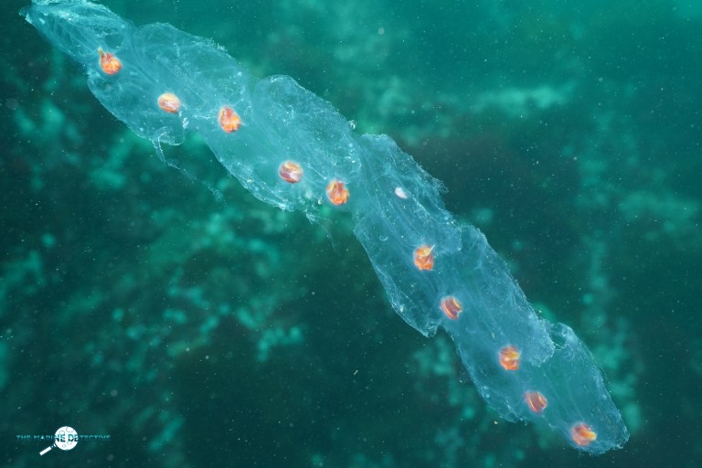 Hurts My Brain – Salp Chain! | The Marine Detective