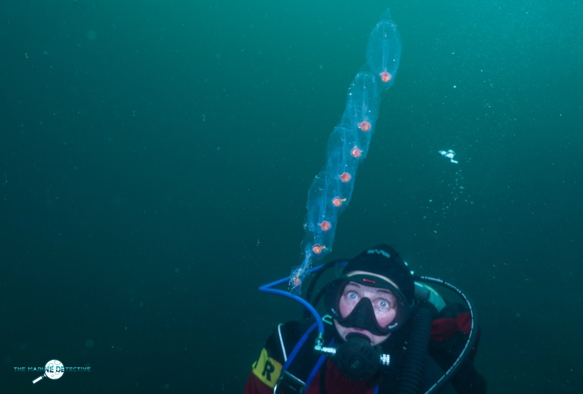 Hurts My Brain – Salp Chain! | The Marine Detective