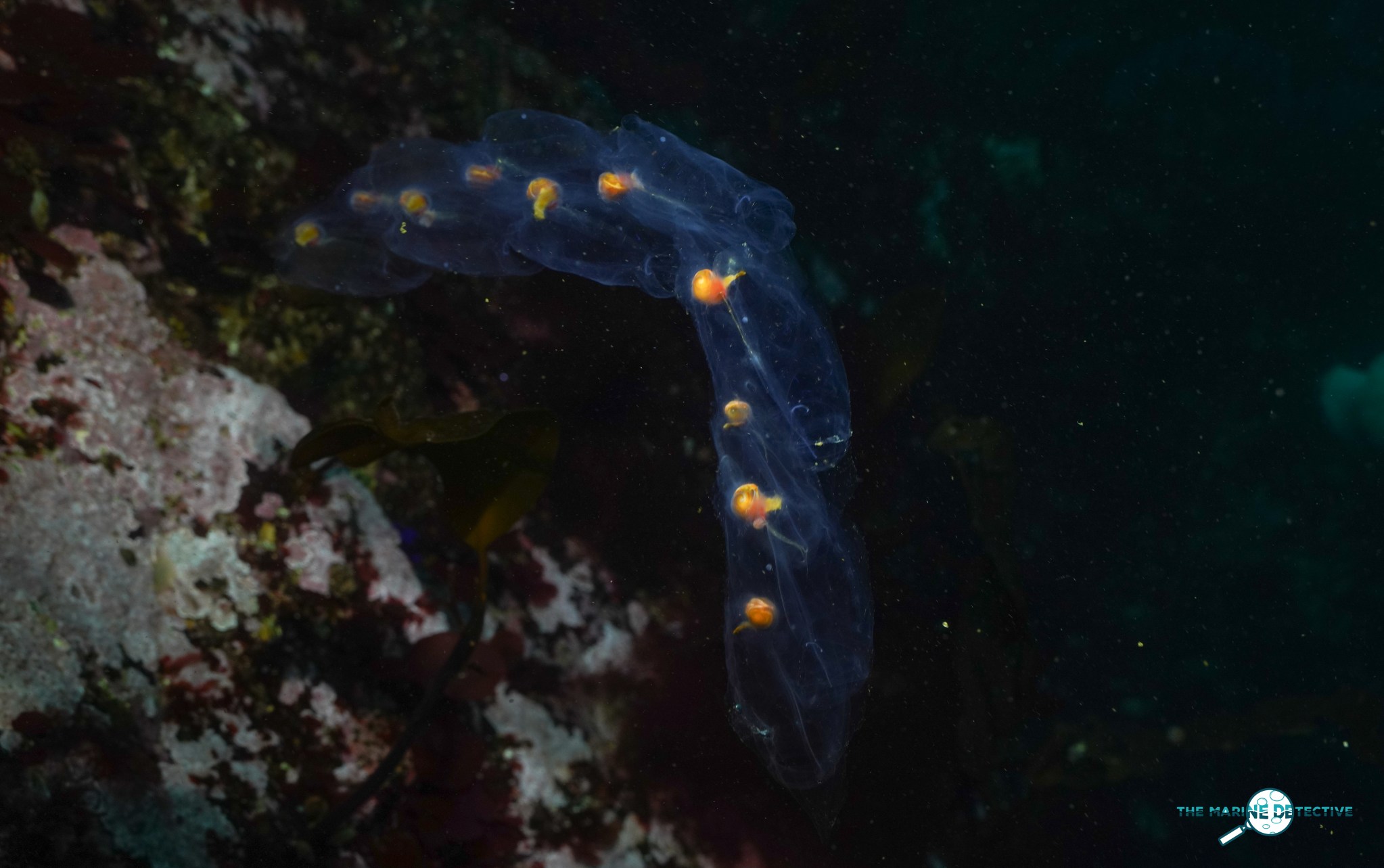 Hurts My Brain – Salp Chain! | The Marine Detective