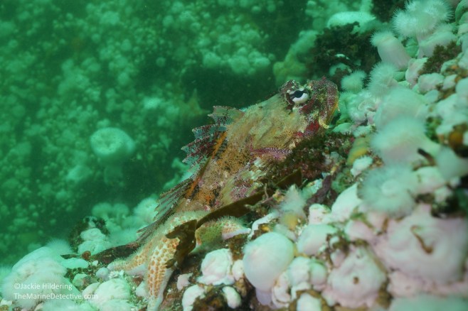 In the Eye of the Lord (the Red Irish Lord that is!) | The Marine Detective