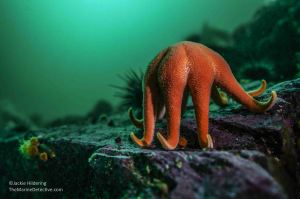 The Marine Detective