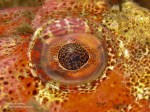 In the Eye of the Lord (the Red Irish Lord that is!) | The Marine Detective