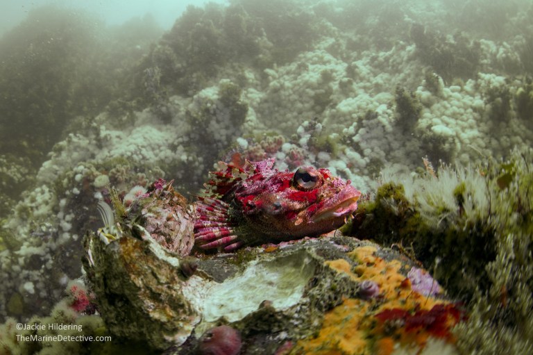 In the Eye of the Lord (the Red Irish Lord that is!) | The Marine Detective